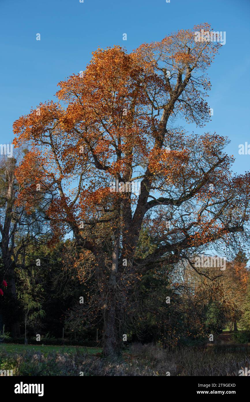 Autumn Trees in colour Stock Photo - Alamy