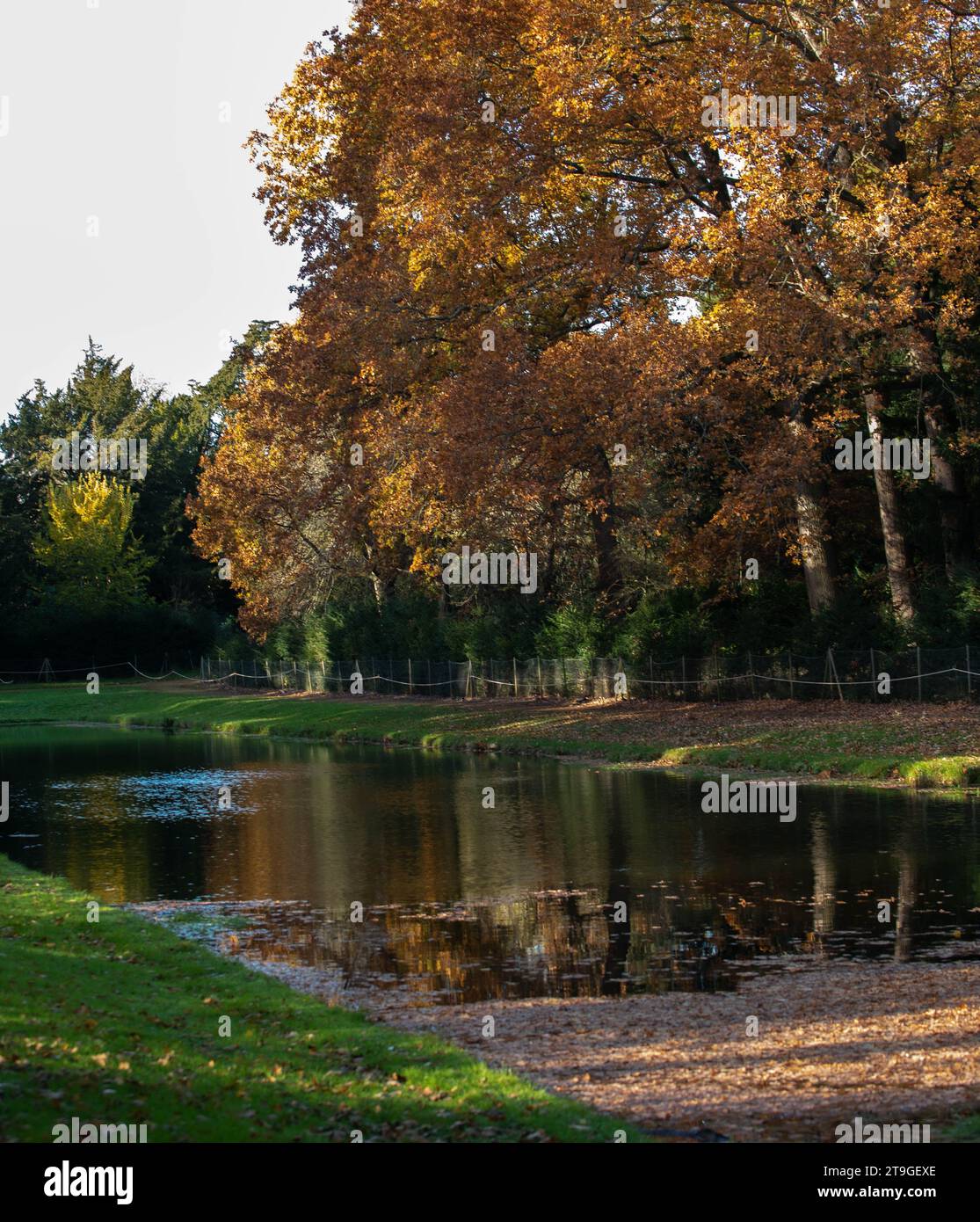 Autumn Trees in colour Stock Photo - Alamy