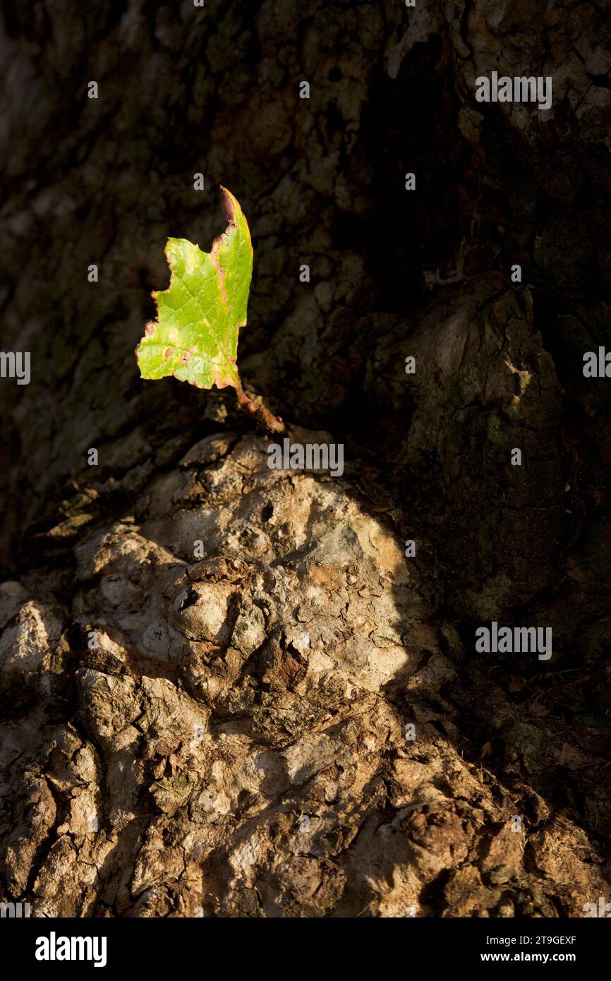 Single leaf growing from tree Stock Photo - Alamy
