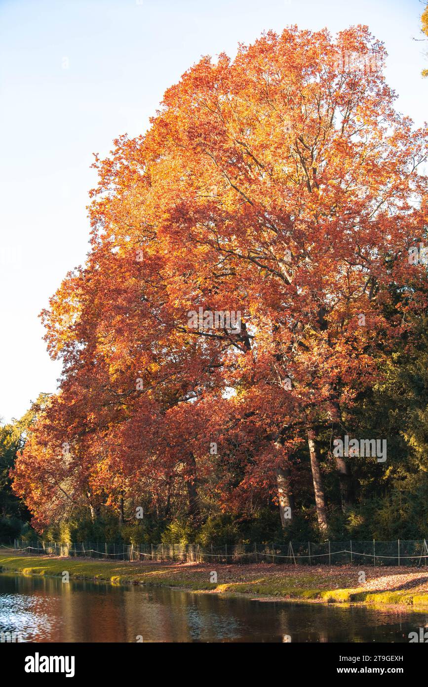 Autumn Trees in colour Stock Photo - Alamy