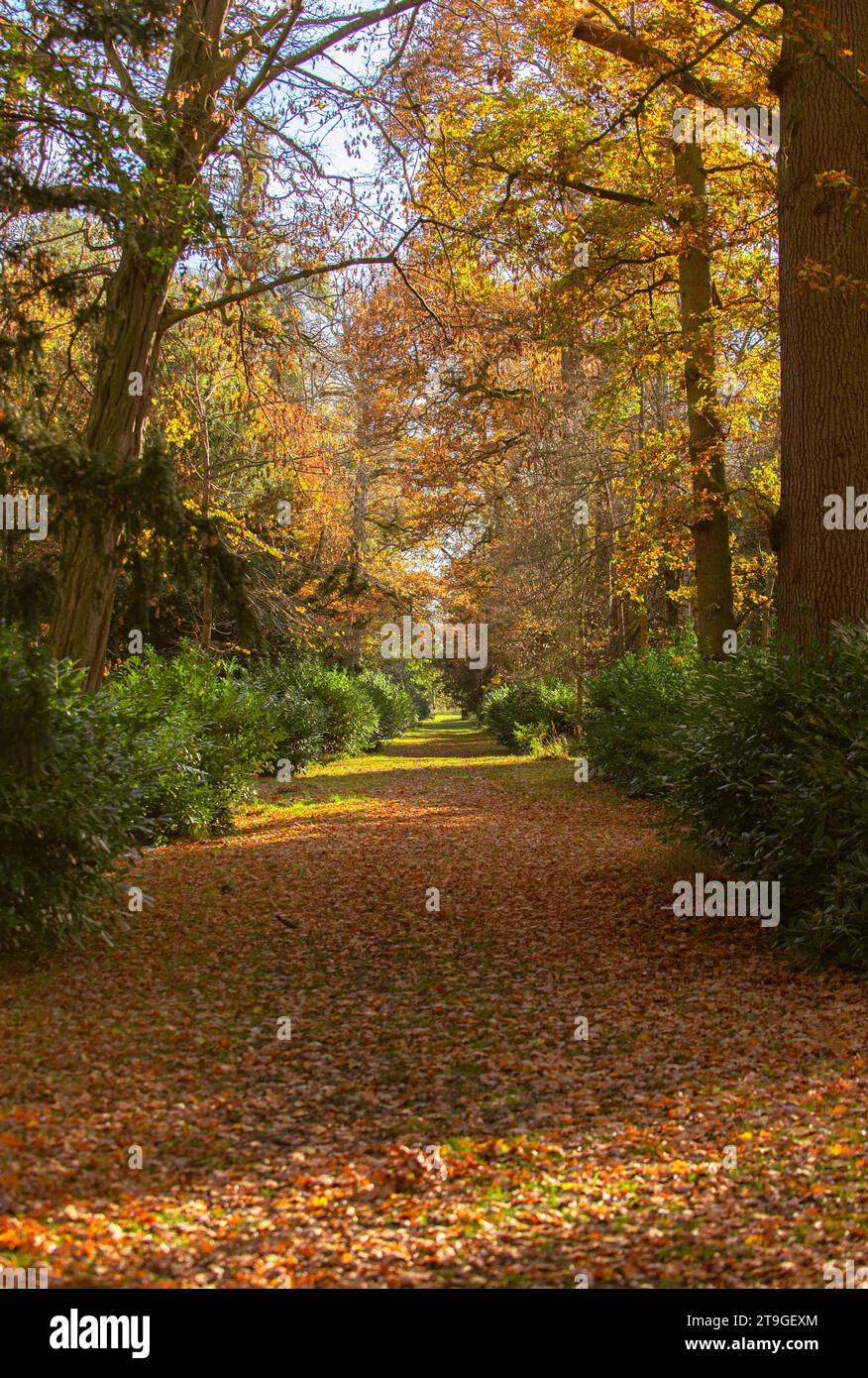 Rows trees in autumn hi-res stock photography and images - Alamy