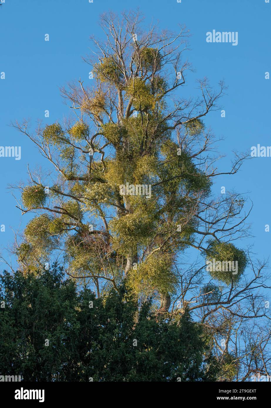 Autumn Trees in colour Stock Photo - Alamy