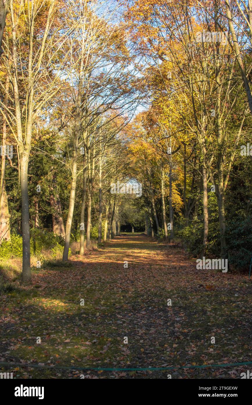 Autumn Trees in colour Stock Photo - Alamy