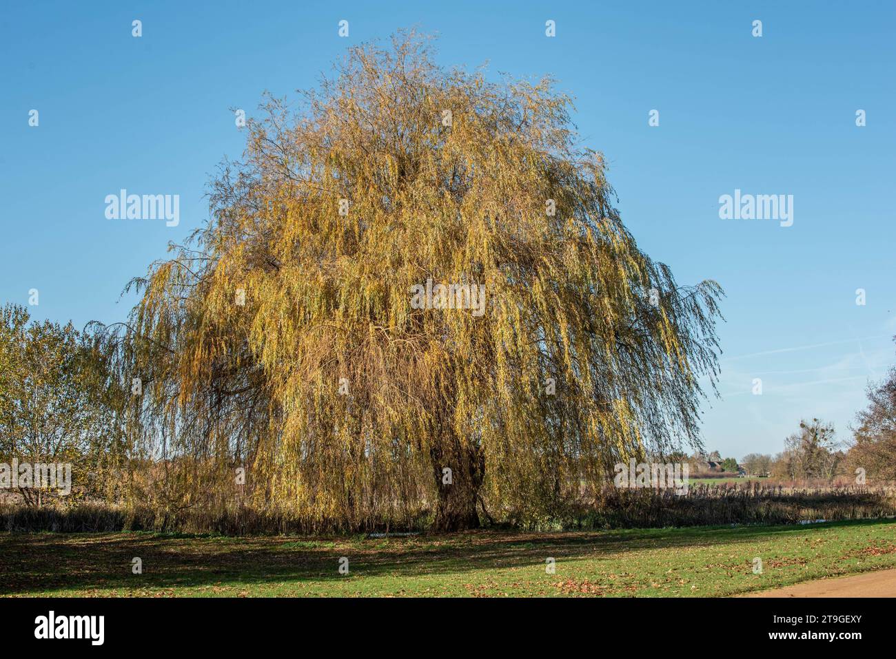 Autumn Trees in colour Stock Photo - Alamy