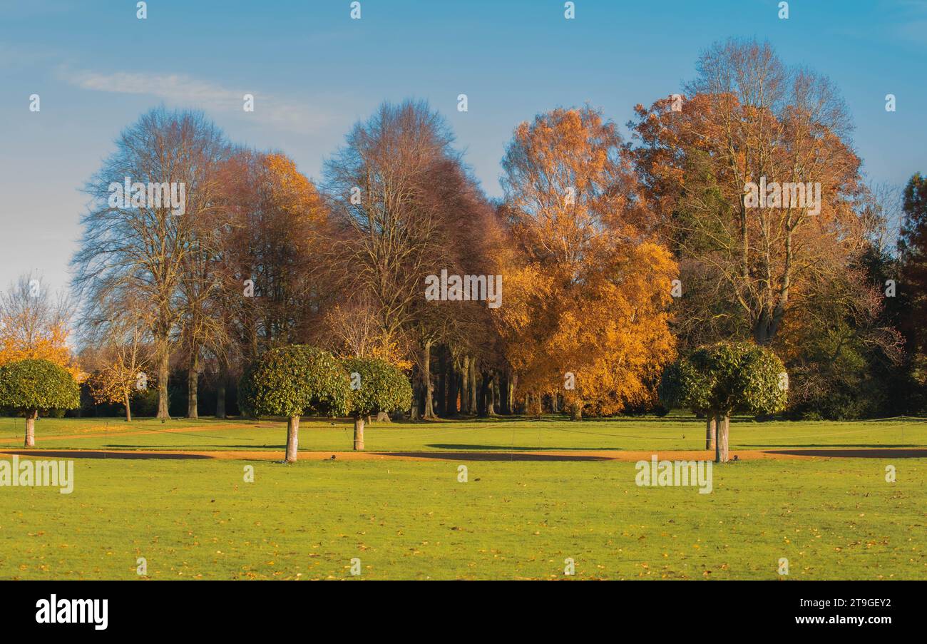 Autumn Trees in colour Stock Photo - Alamy