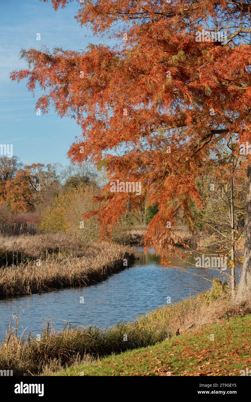Rows trees in autumn hi-res stock photography and images - Alamy