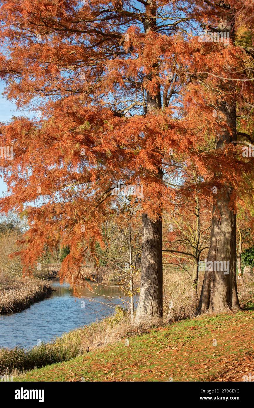 Autumn Trees in colour Stock Photo - Alamy