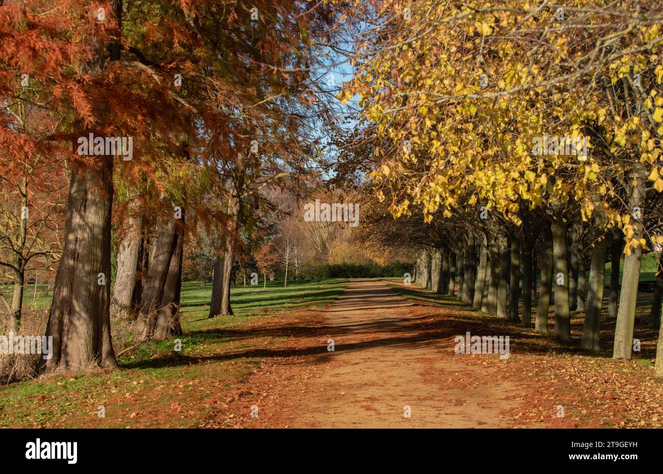 Autumn Trees in colour Stock Photo - Alamy