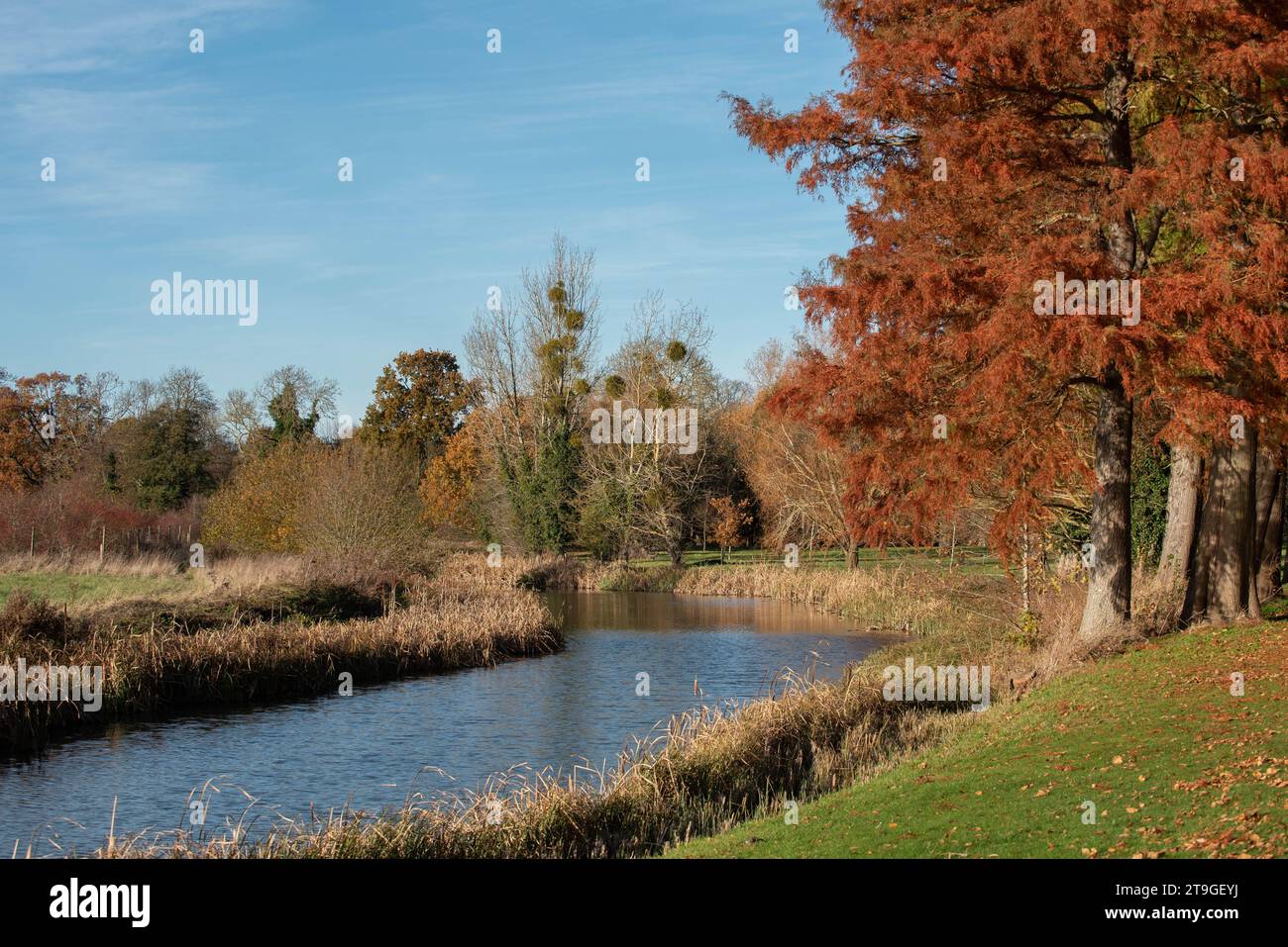 Autumn Trees in colour Stock Photo - Alamy