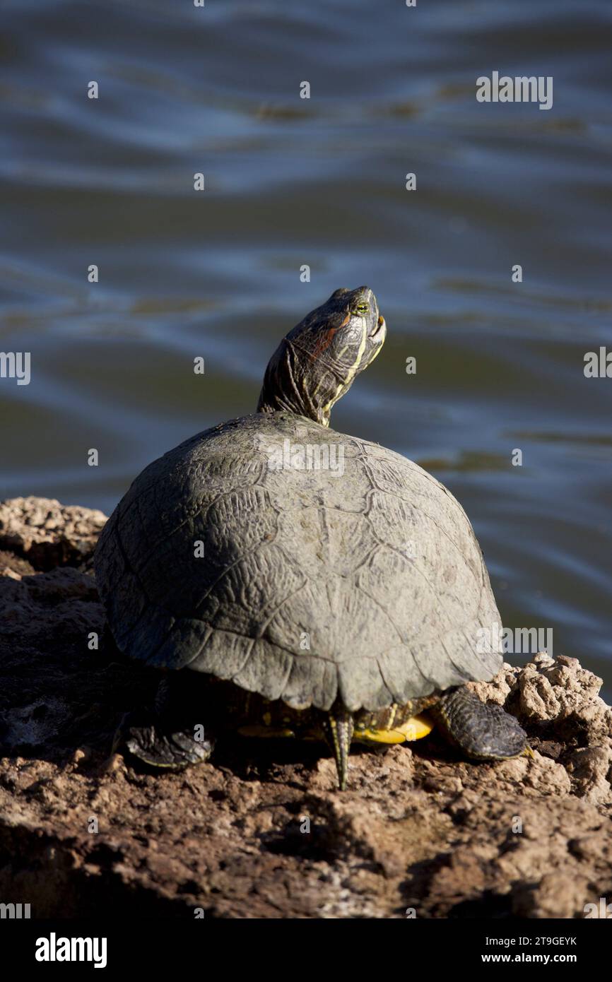 Red-Eared Slider Basking in the Sun in a lake Stock Photo - Alamy