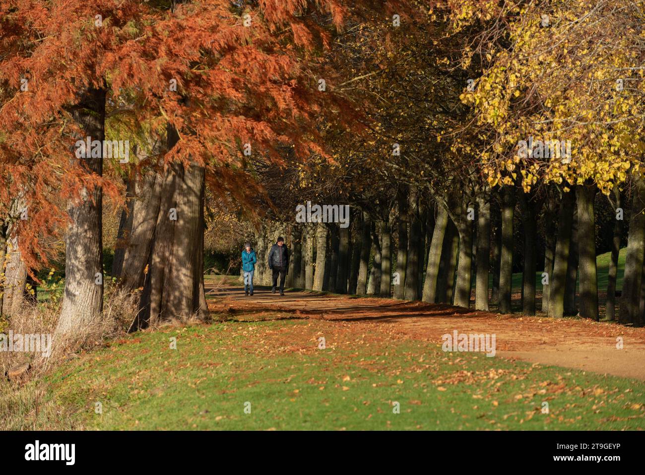 Autumn Trees in colour Stock Photo - Alamy