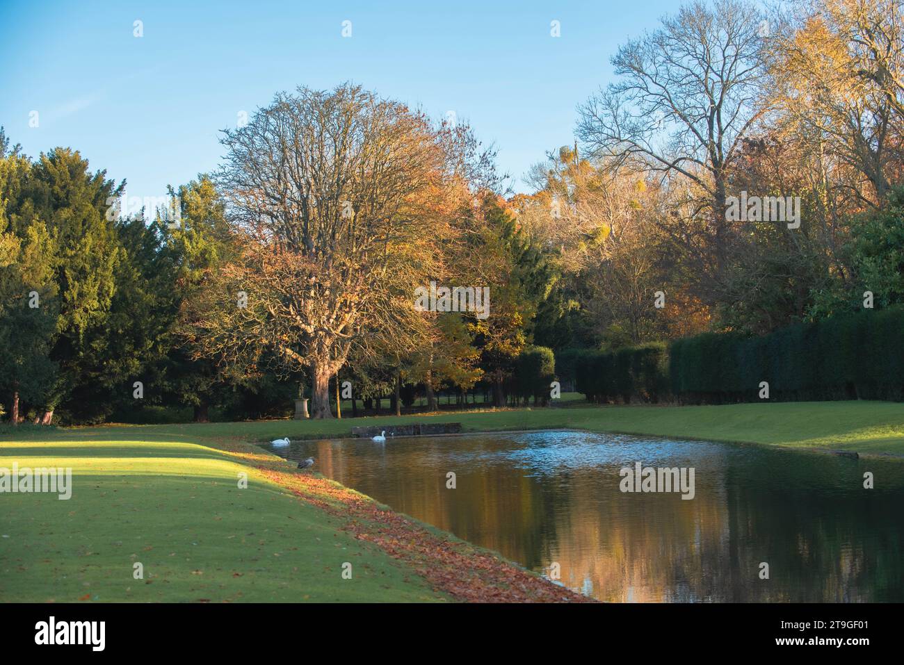 Autumn Trees in colour Stock Photo - Alamy