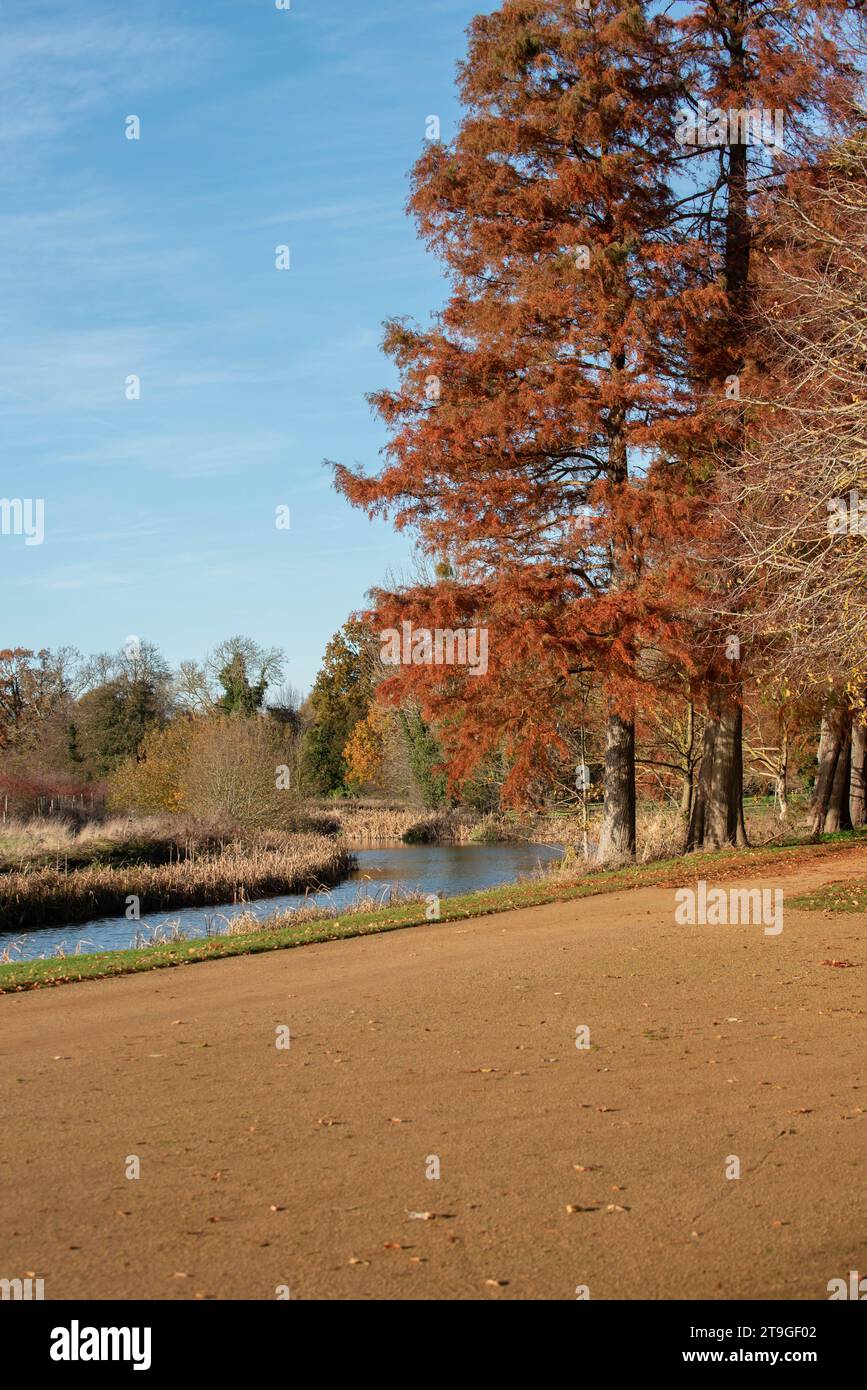 Autumn Trees in colour Stock Photo - Alamy