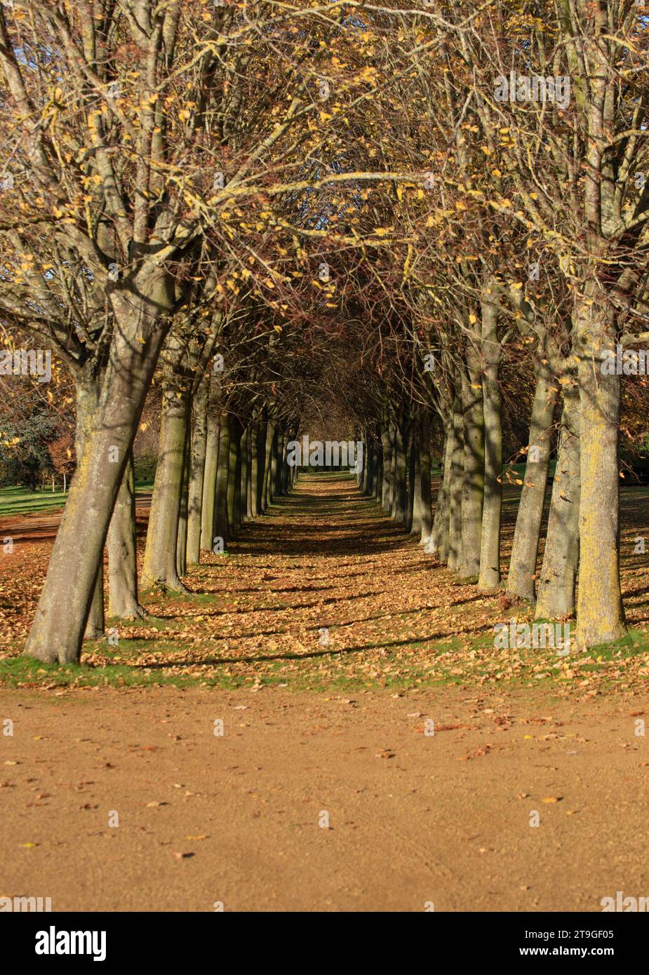 Autumn Trees in colour Stock Photo - Alamy