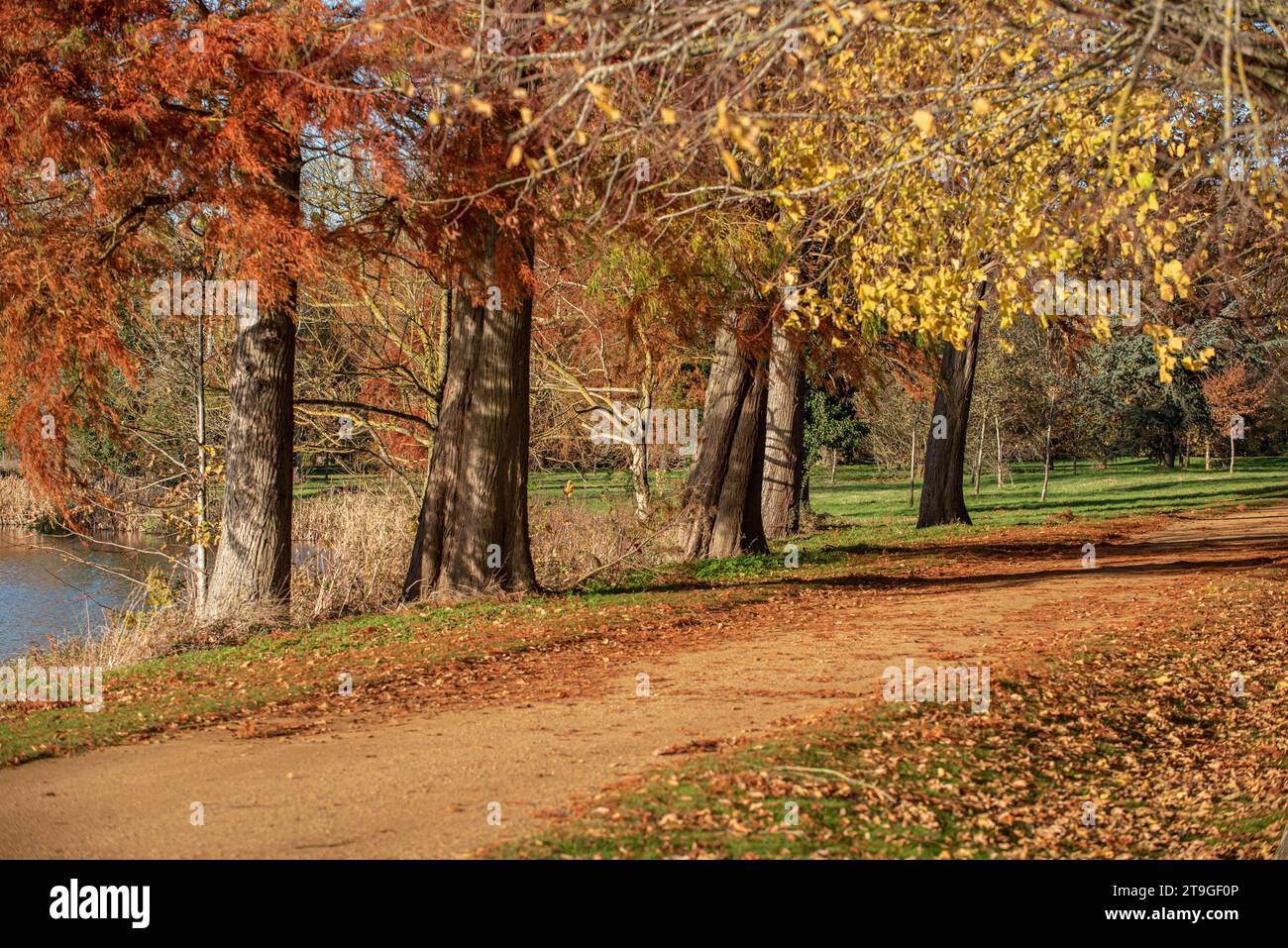 Autumn Trees in colour Stock Photo - Alamy