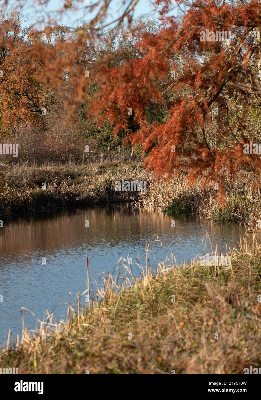 Autumn Trees in colour Stock Photo - Alamy