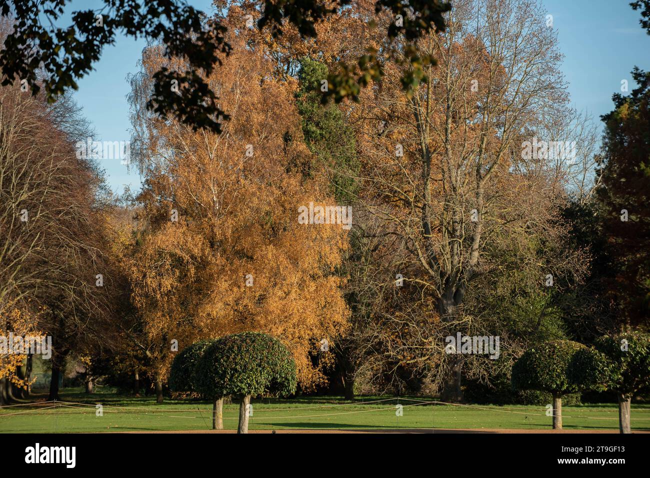 Autumn Trees in colour Stock Photo - Alamy
