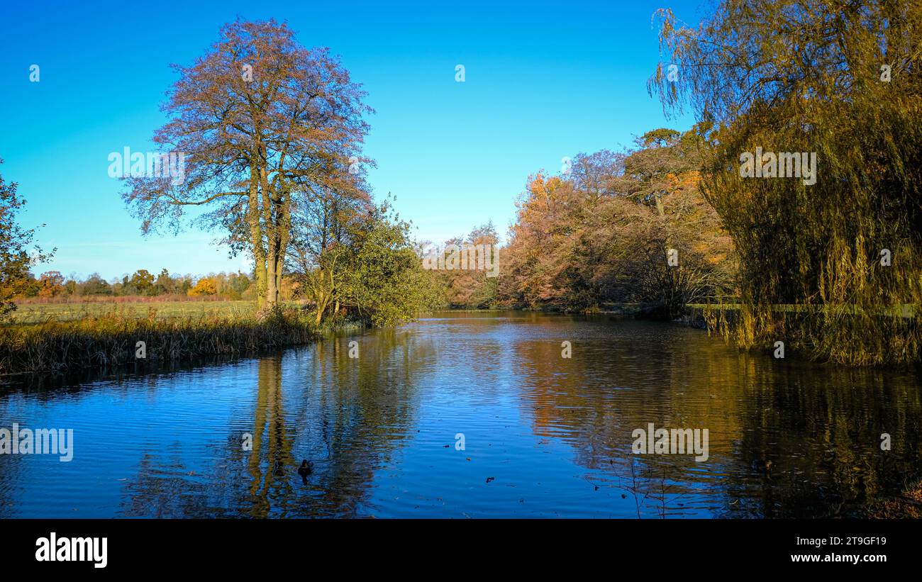 Autumn Trees in colour Stock Photo - Alamy