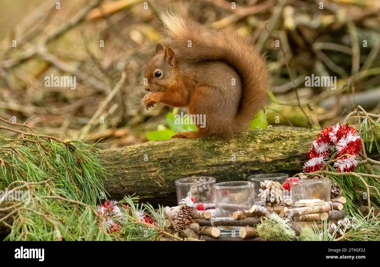Cute little scottish red squirrel in the woodland Stock Photo - Alamy
