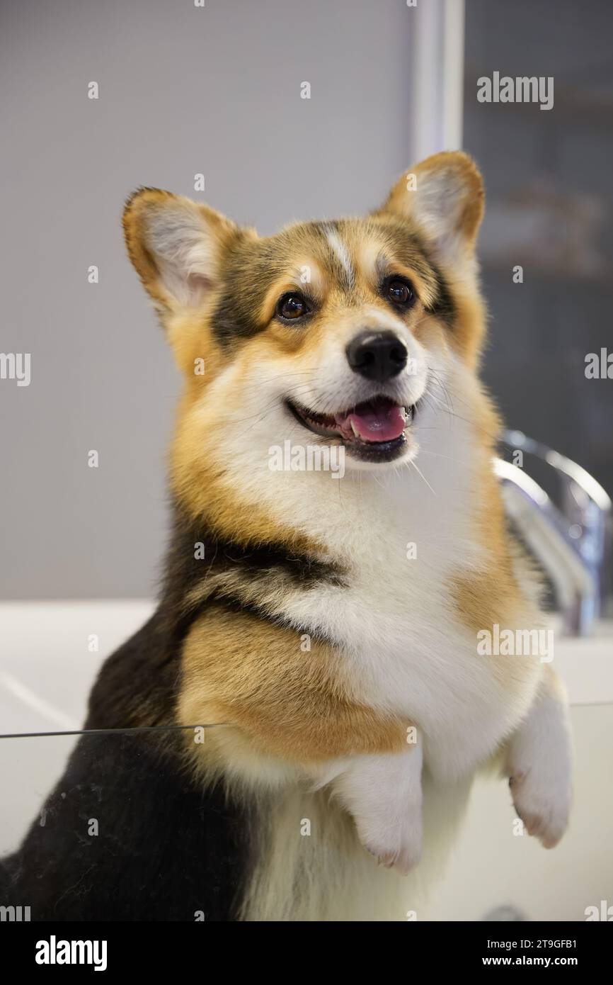 Cheerful corgi enjoying a bath. Purebred Pembroke Welsh Corgi dog ...