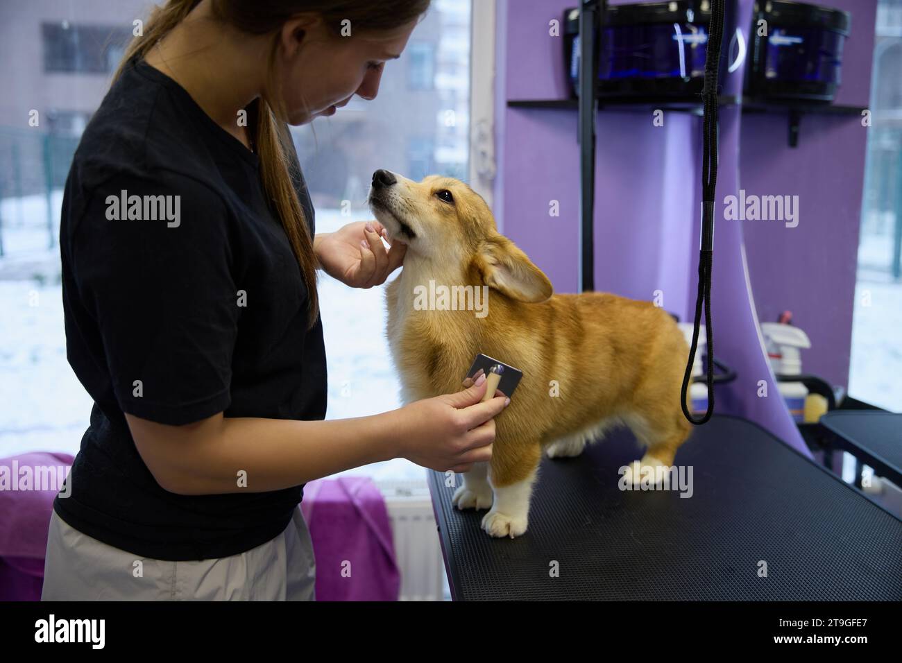 Pet groomer brushing little brown corgi dog. Professional animal ...