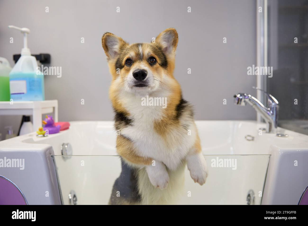Cute corgi in a bath. Portrait of a Pembroke Welsh Corgi dog being ...