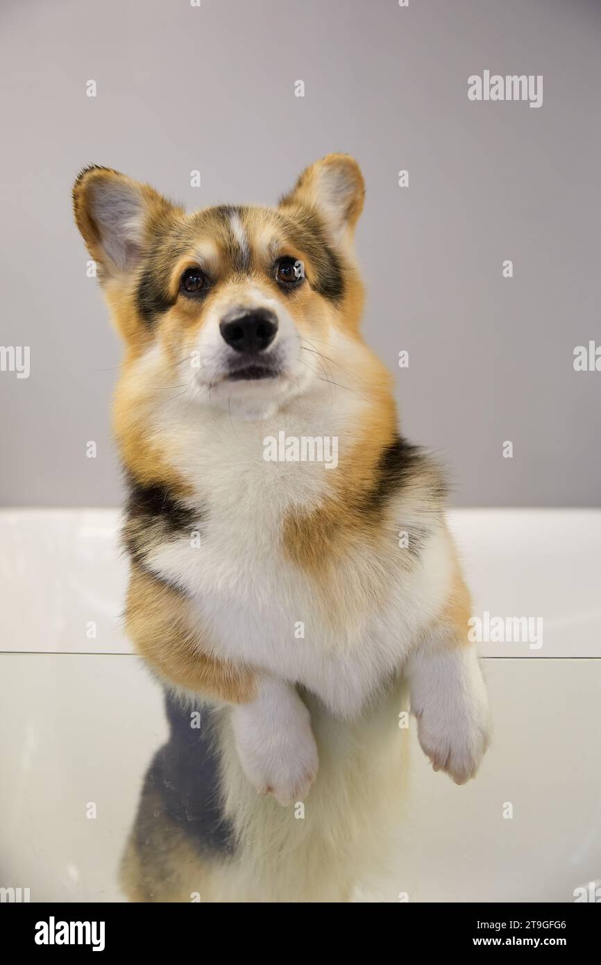 Corgi dog in a bath at pet grooming salon. Cute Pembroke Welsh Corgi ...