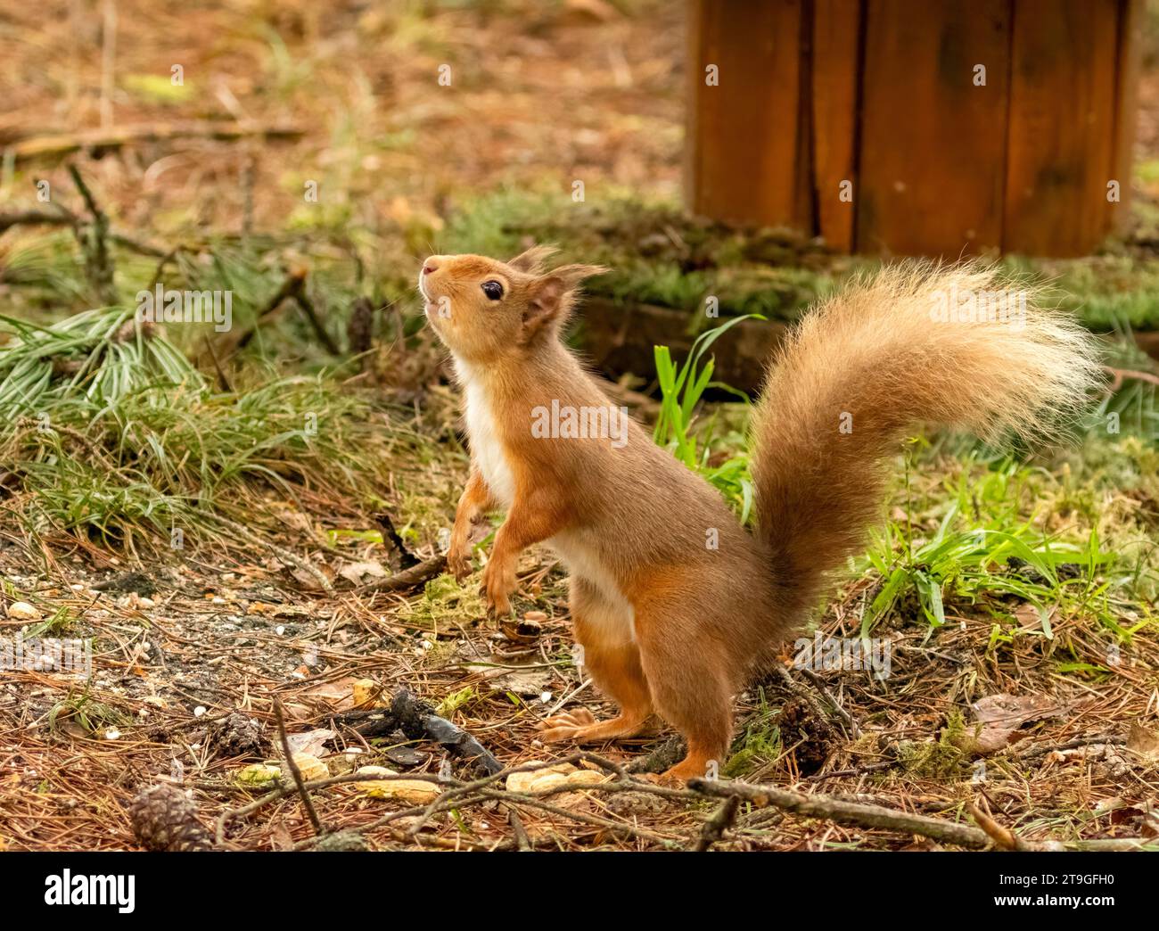 Cute little scottish red squirrel in the woodland Stock Photo - Alamy