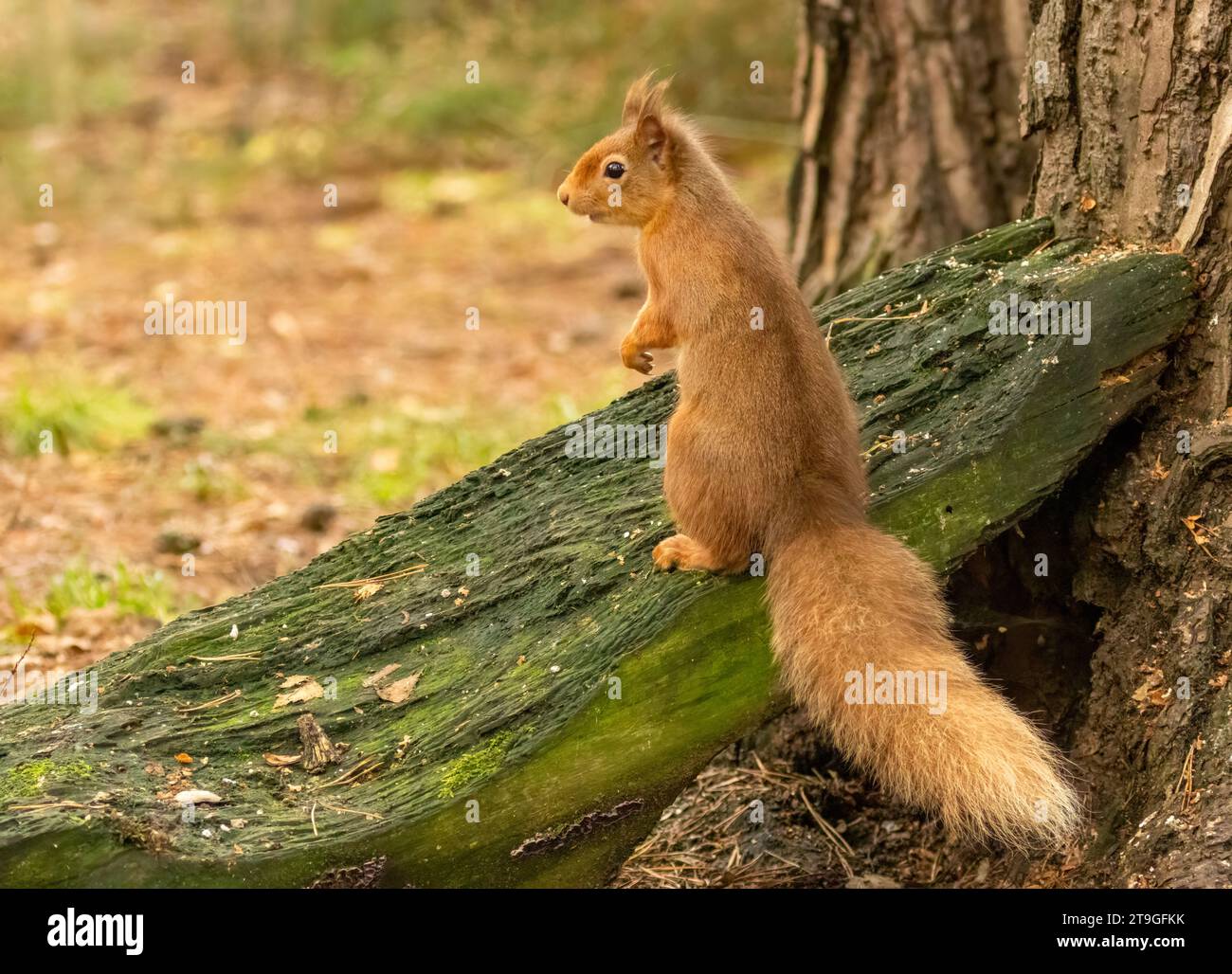 Cute little scottish red squirrel in the woodland Stock Photo - Alamy