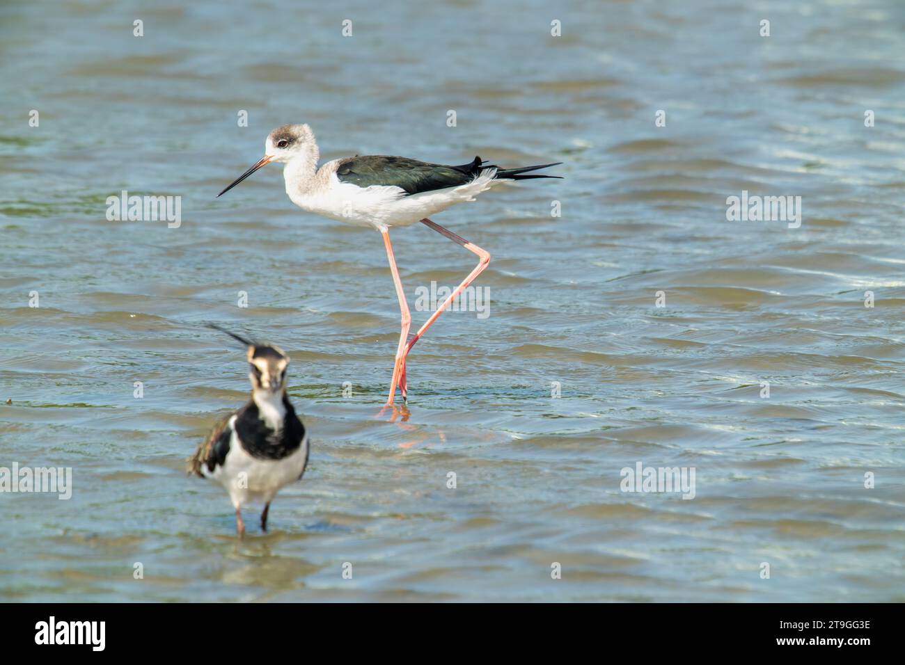 A black-winged stilt and a colorful northern lapwing stand in the water ...