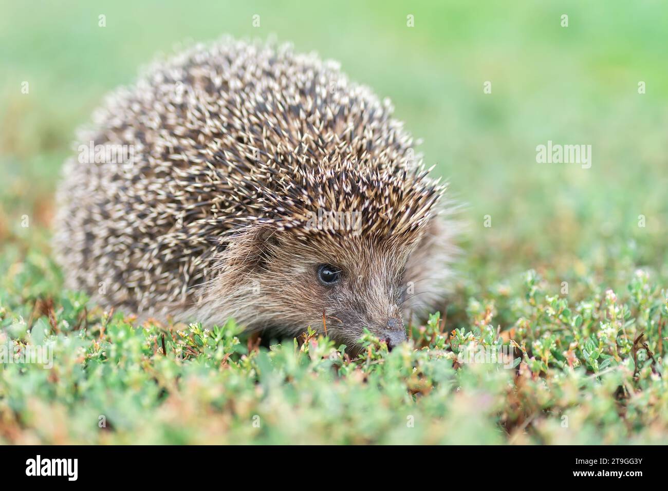 Hedgehog, (Scientific name: Erinaceus europaeus) Wild, native, European ...