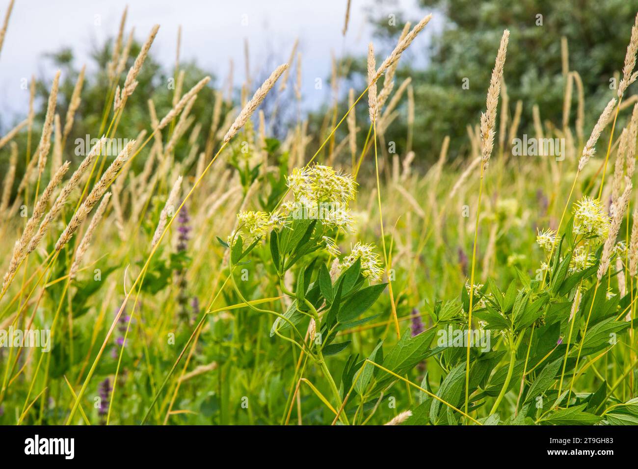 Helium. Water meadows around Lake Ilmen. Among the plants stand out ...