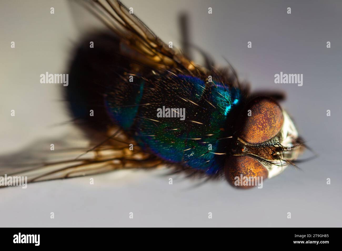 Dead blue bottle fly (Calliphora vomitoria). This cadaver fly spreads ...