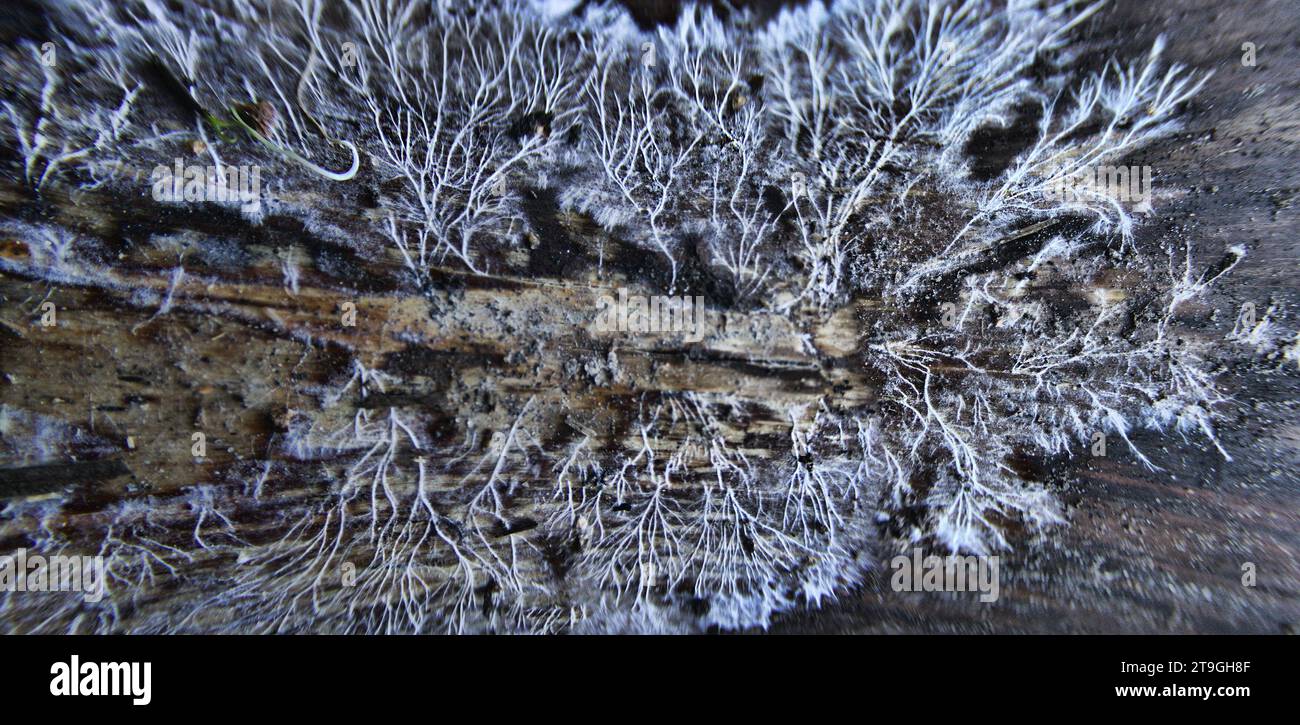 Fungal mycelium hi-res stock photography and images - Alamy