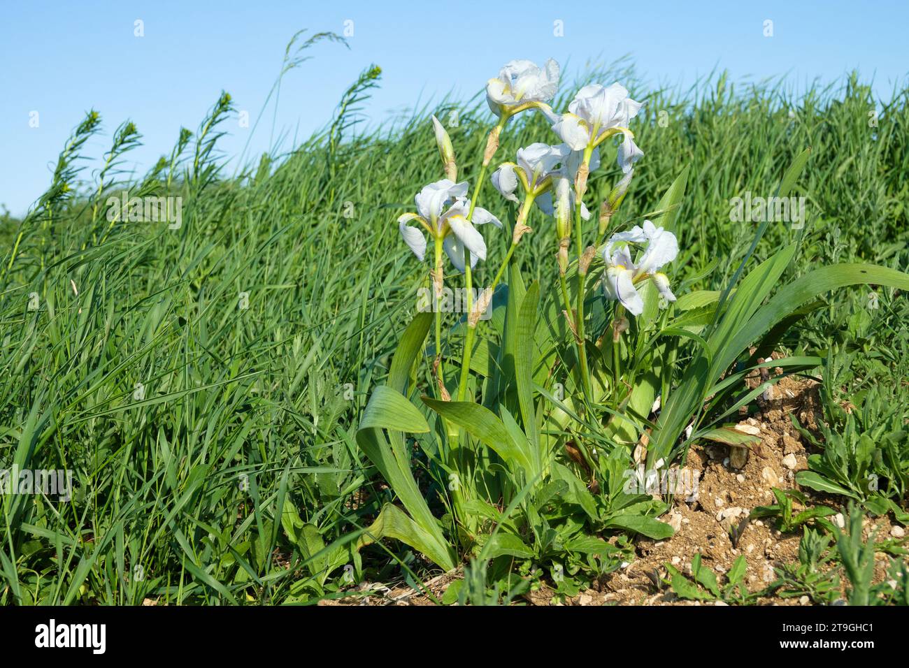 Probably Siberian white iris (Iris sibirica) or a cultural form. A ...