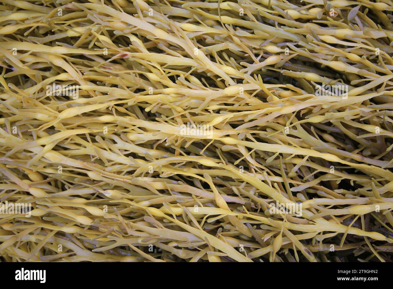 Knotted wrack (Ascophyllum nodosum) at tidel time, mudflat. This algae ...