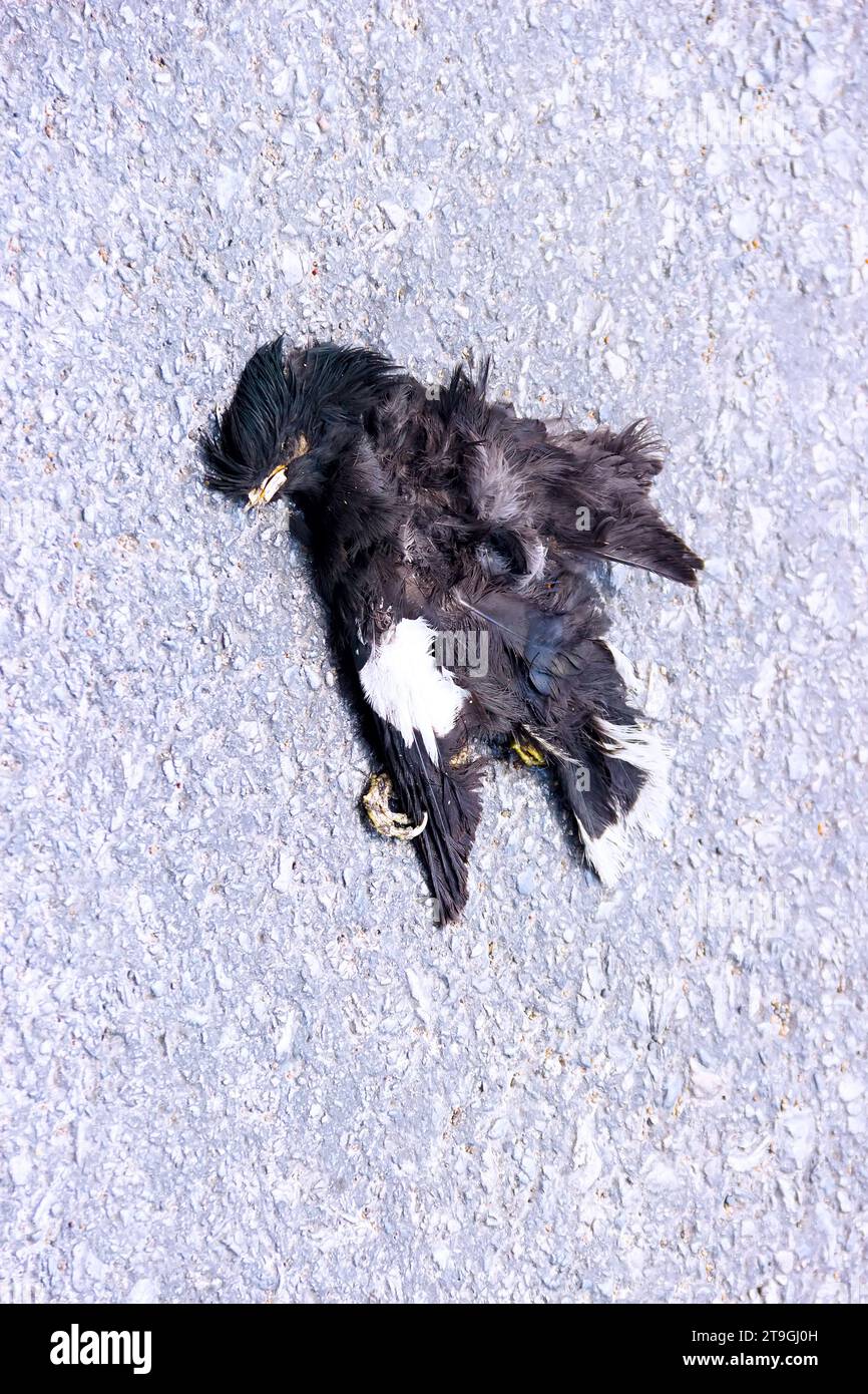 Bird crushed by car on highway. Roller (Eurystomus). Thailand Stock ...