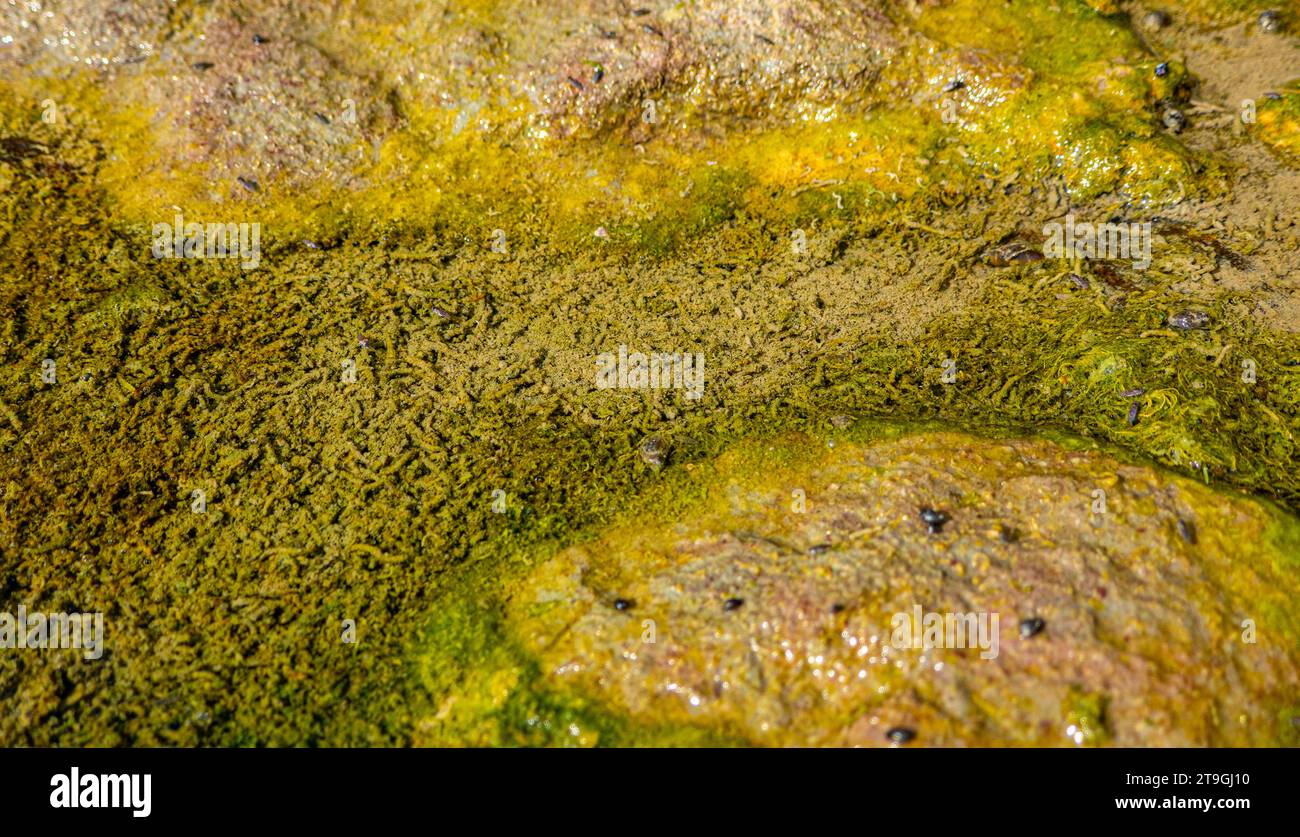 Mineral well from limestone deposits. Colonies of bacteria, cyenallae ...