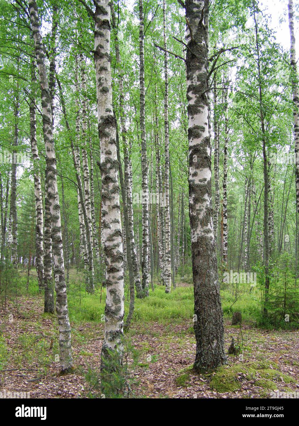 European birch (Betula pendula, B. verrucosa). Birch forest on an ...