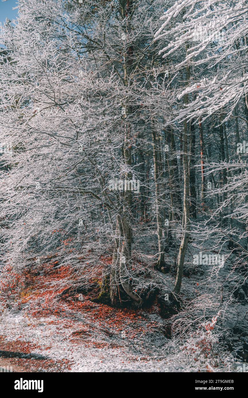 Snowy winter dead tree hi-res stock photography and images - Alamy