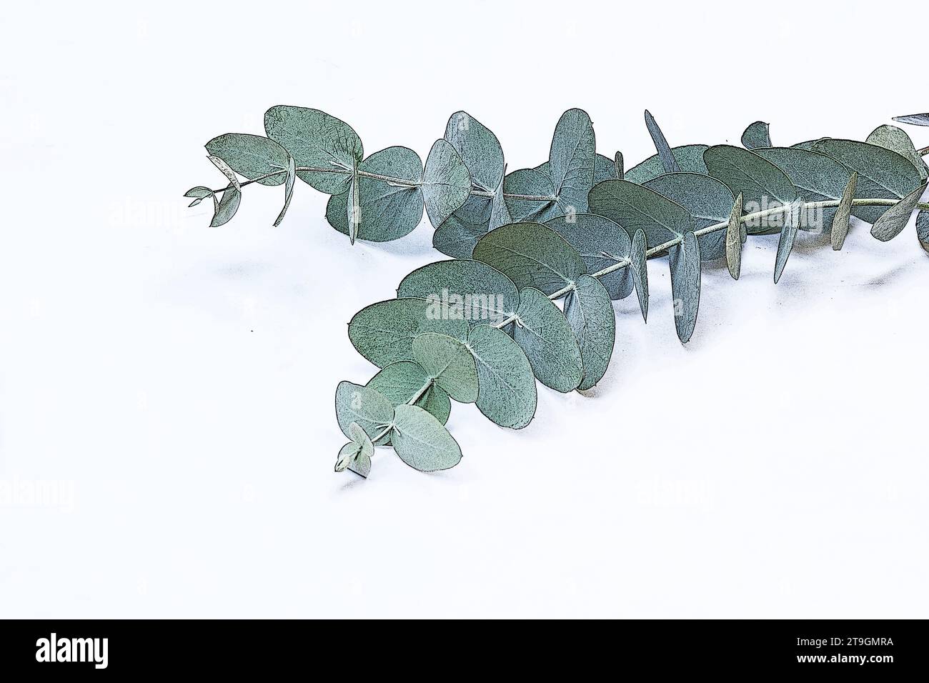 Silver dollar eucalyptus branches hi-res stock photography and images ...