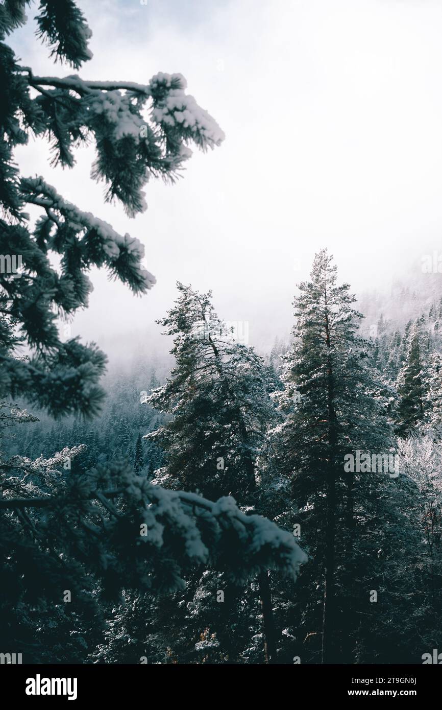 Magical winter place in the mountains with background fog Stock Photo ...