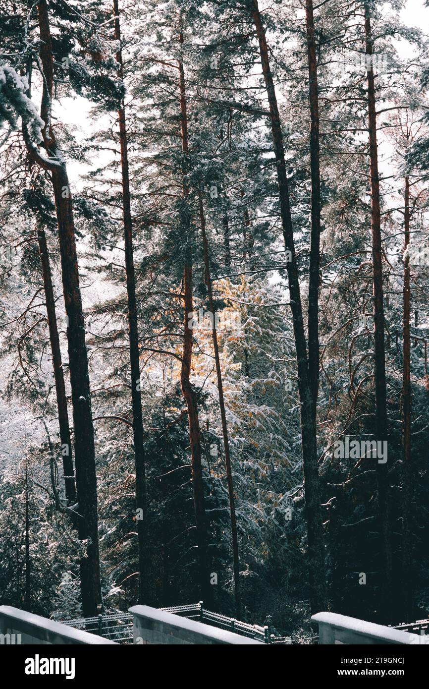 Moody snowy pine forest hi-res stock photography and images - Alamy