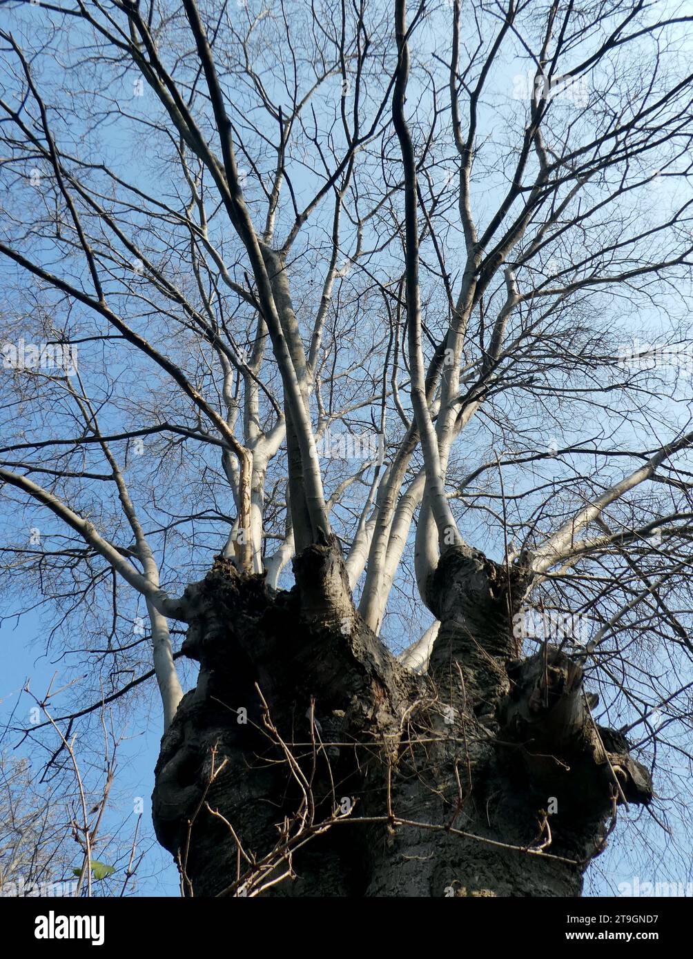 large tree with a very robust trunk and small branches and twigs on it ...
