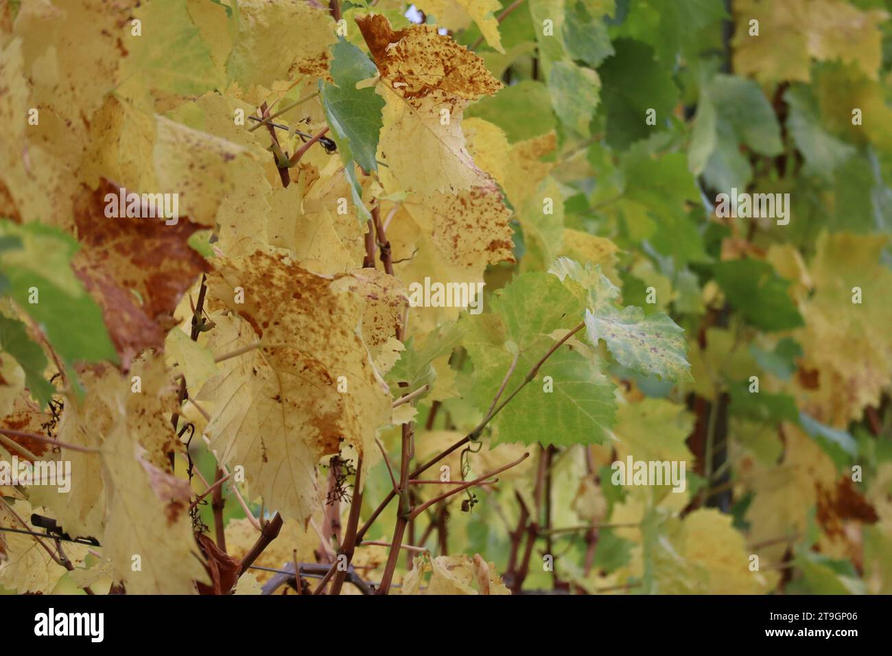 Grape leaves slowly changing Color Stock Photo - Alamy
