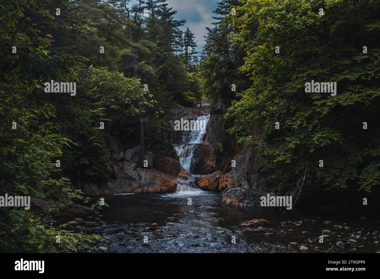 Smalls forest hi-res stock photography and images - Alamy