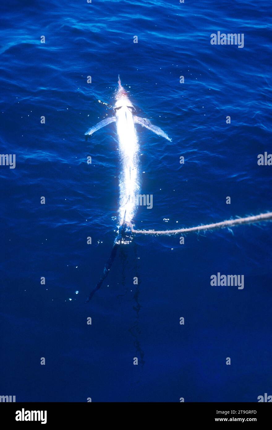 BAJA CALIFORNIA, MEXICO - JUNE, 1962: General view of the marlin actor ...