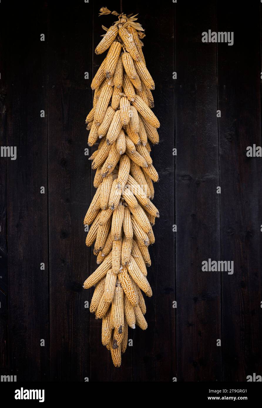 corn harrow hanging on wooden facade Stock Photo - Alamy