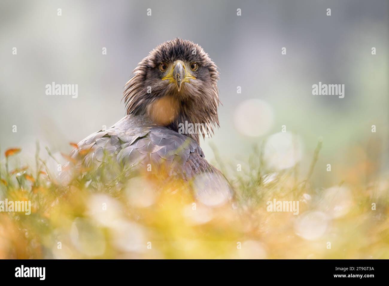 A bald eagle landed in the grass in the forest Stock Photo - Alamy