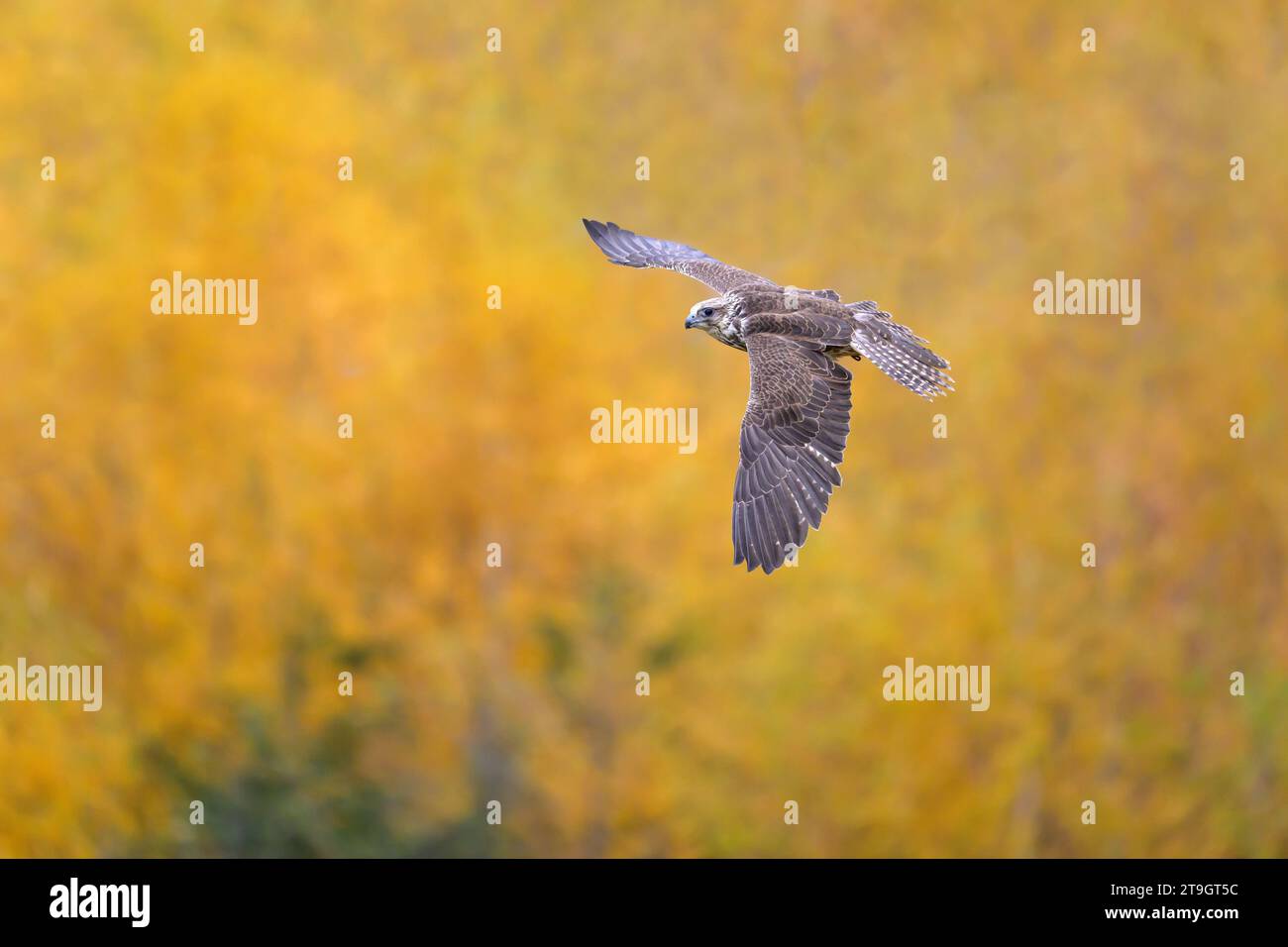 Falcon flies hi-res stock photography and images - Alamy